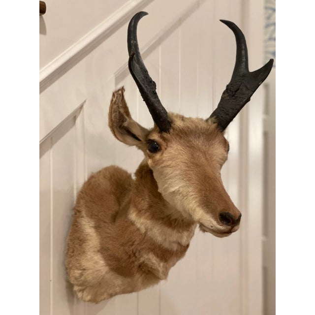 Mid-Century North American Pronghorn Antelope Buck Trophy Shoulder ...