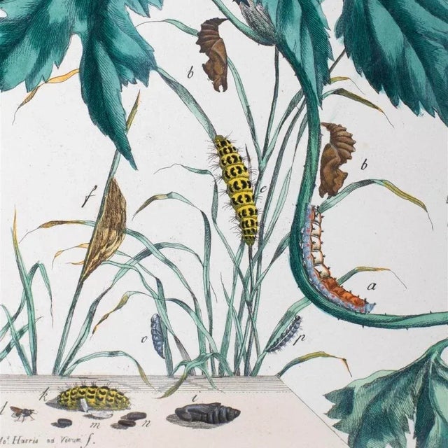 Rare Moses Harris Hand Colored Butterfly Engravings- a Pair | Chairish