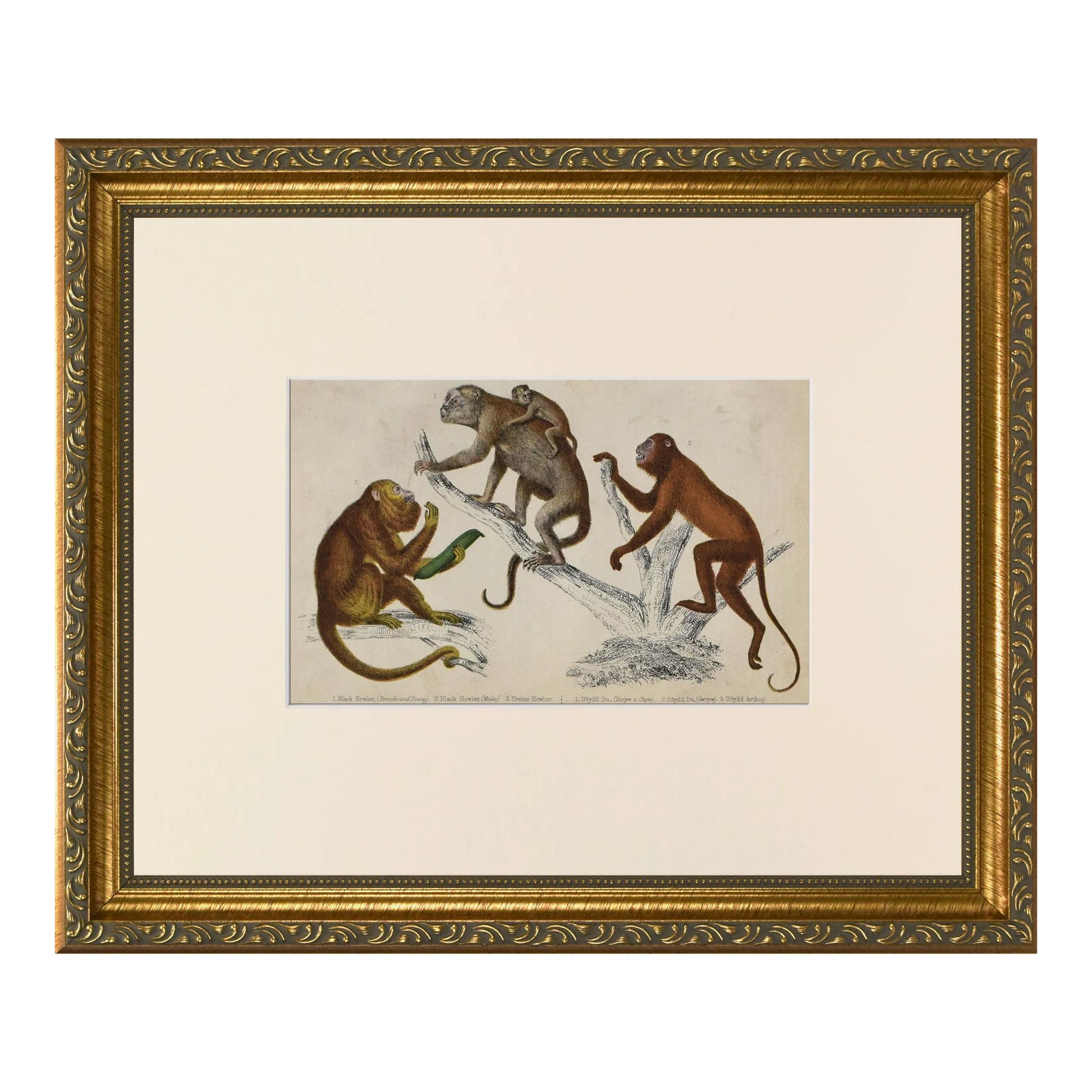 19th Century Antique English Monkey Engraving | Chairish