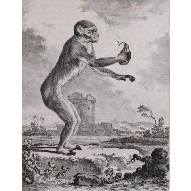 18th Century Original French Monkey Engraving by Buffon 1789 | Chairish