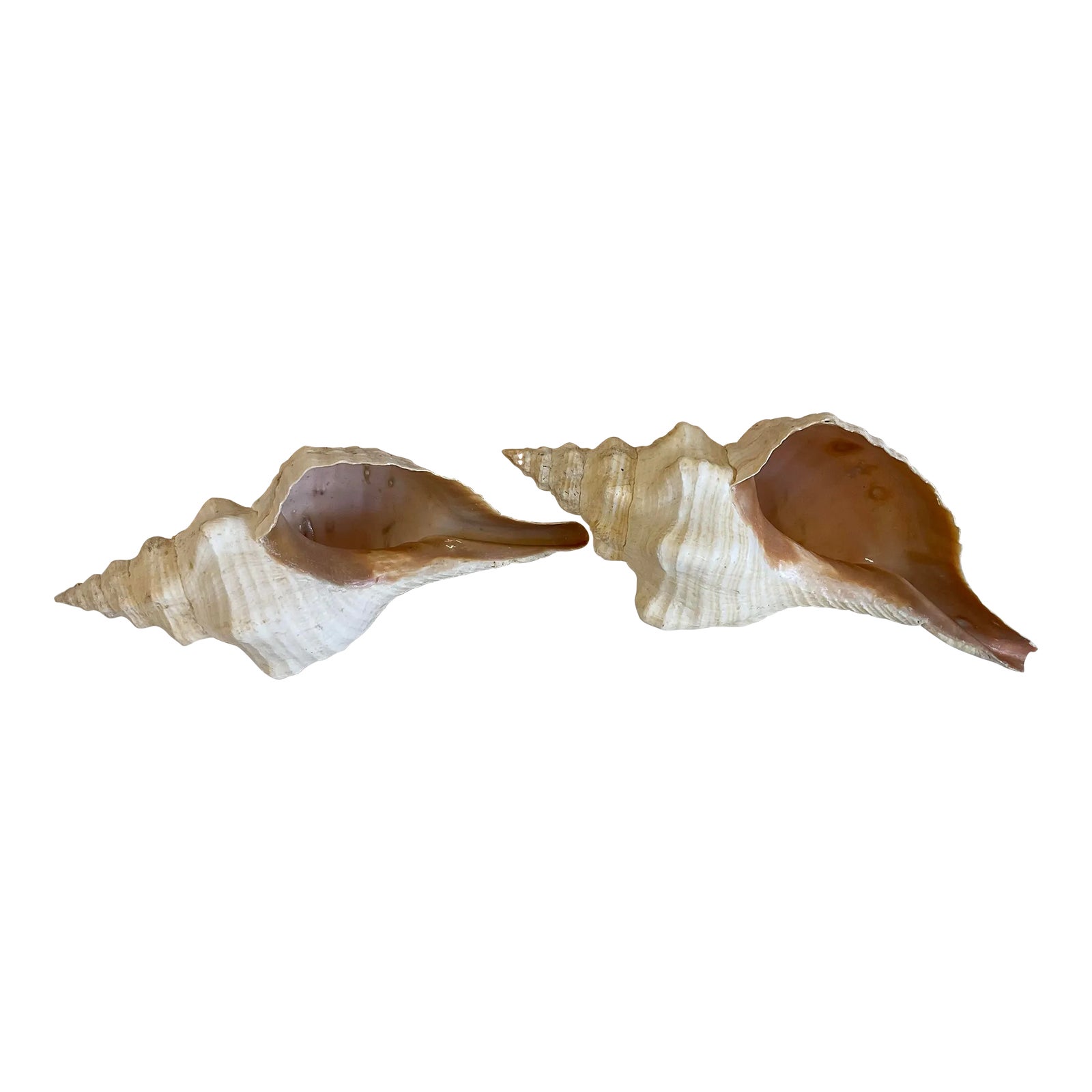 Vintage Triton Shells, Pair | Chairish