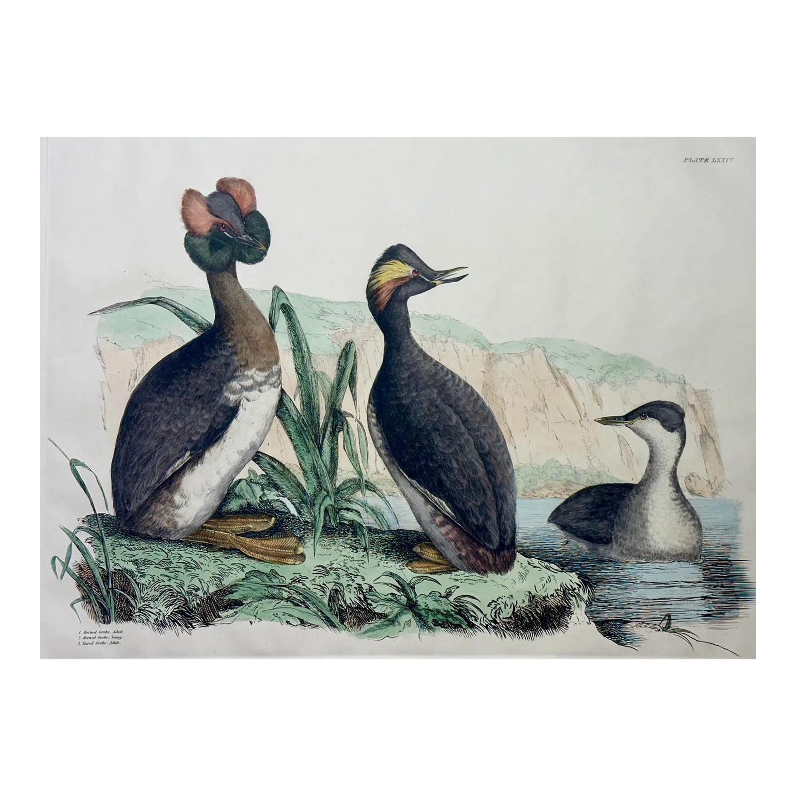 20th Century Horned & Eared Grebe Birds Print | Chairish
