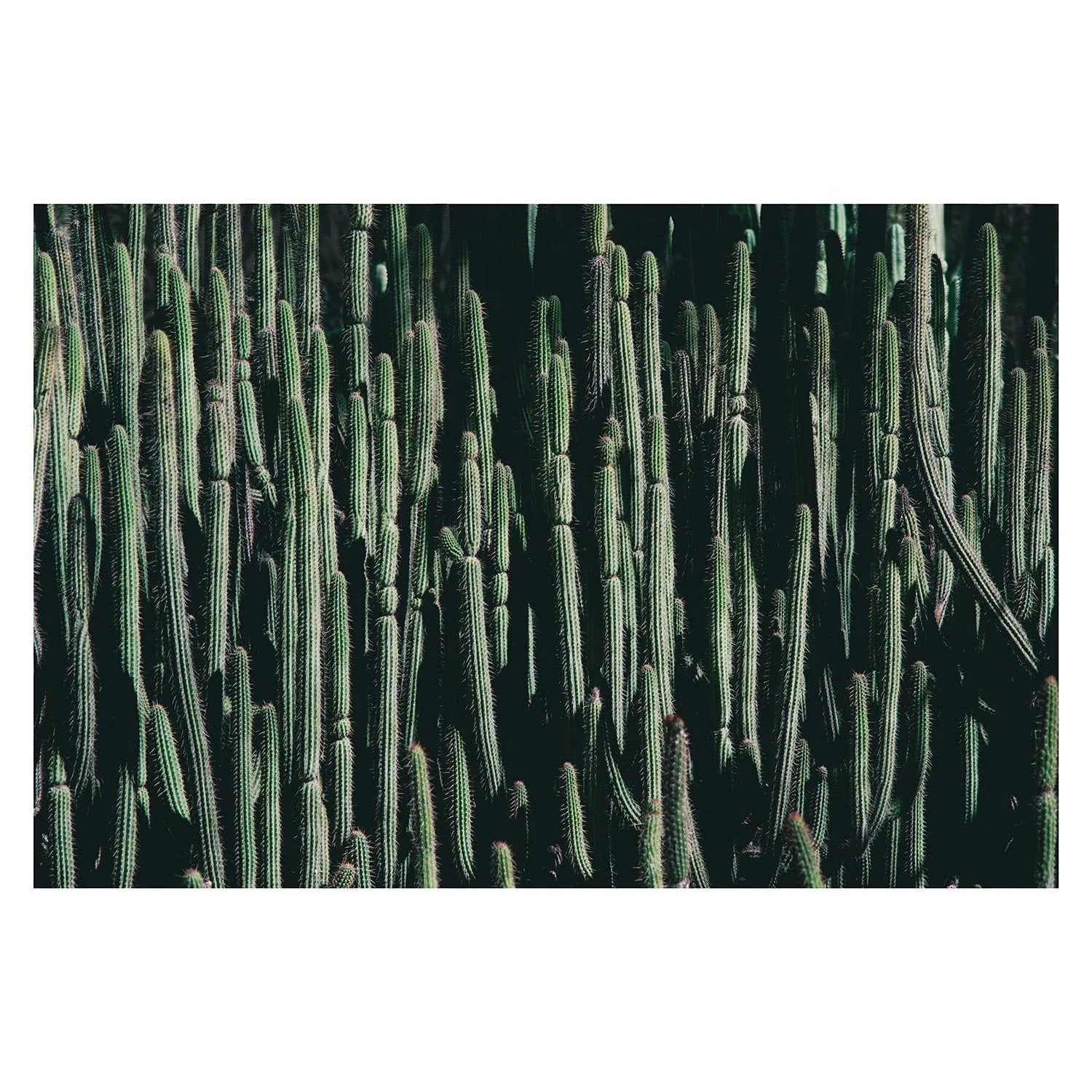 Large Cactus Photograph in Cool Tones Unframed | Chairish