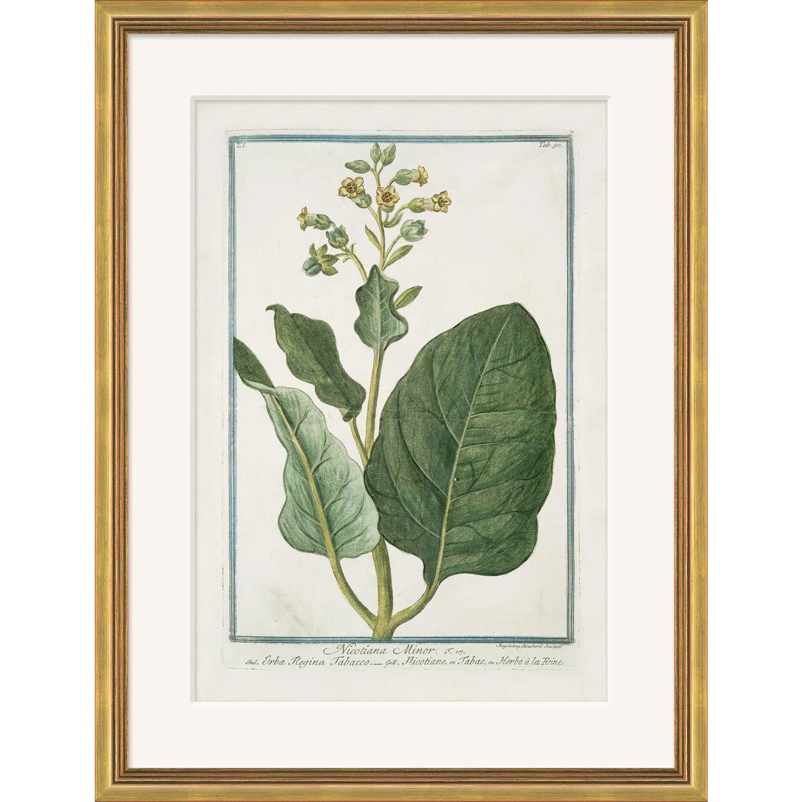 Hortus Romanus 1772-1793 XV Framed Art Print | Chairish