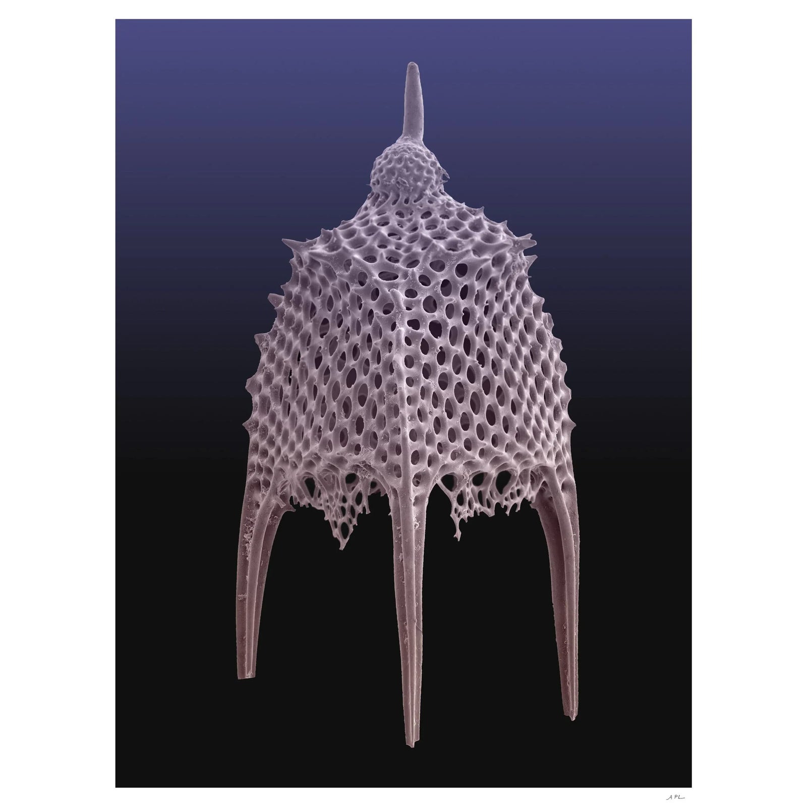 Fantasy Gasebo Radiolarian Photograph | Chairish