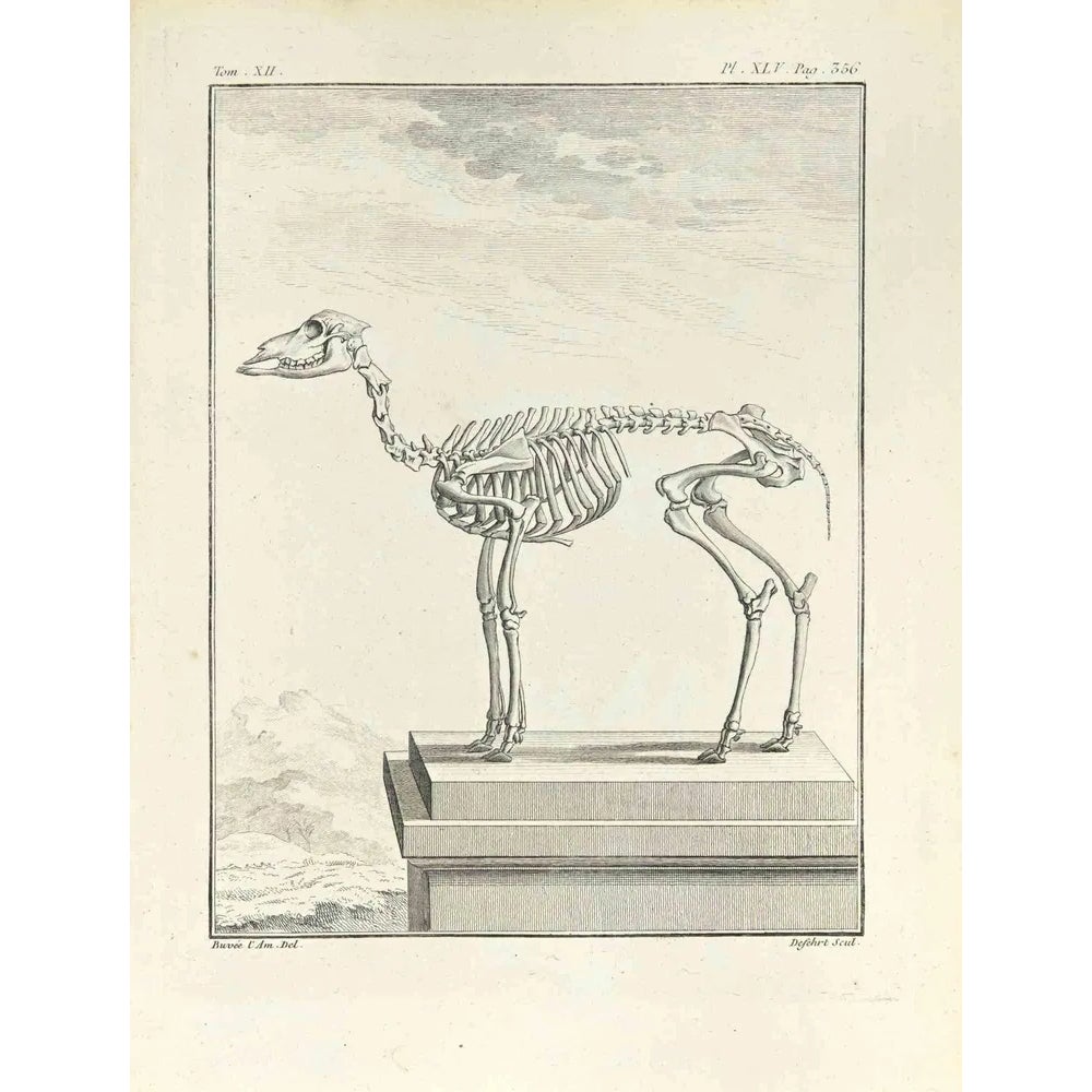 Antoine Defehrt, The Skeleton, Etching, 1771 | Chairish