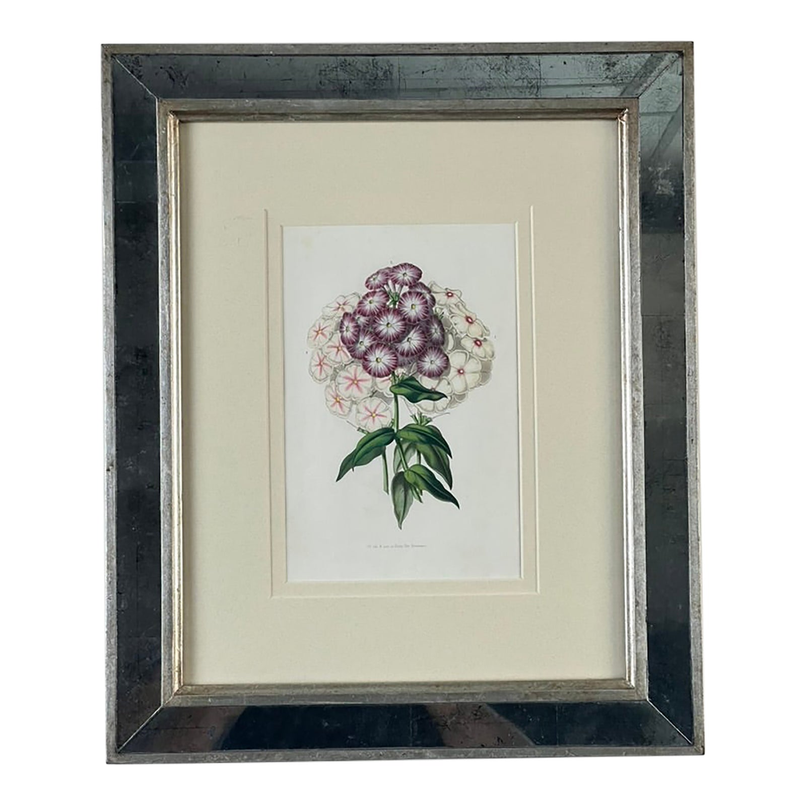 Vintage Trowbridge Custom Framed Botanical Print “Phlox” After Louis ...