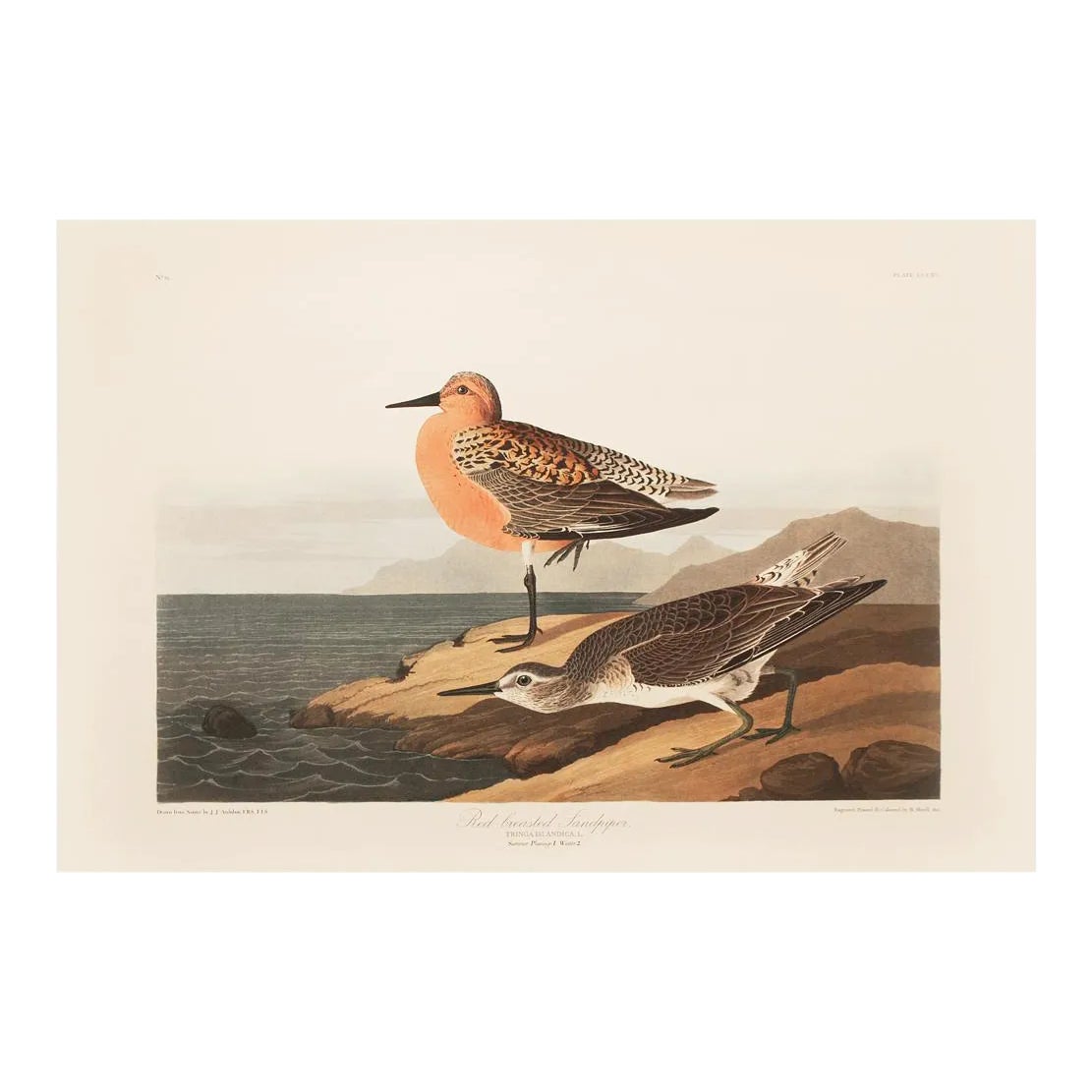 1990s Red-Breasted Sandpiper After Audubon, Large Cottage Style Print ...