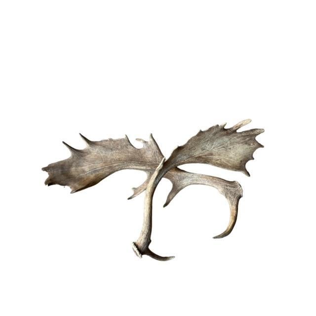 Set of 2 Vintage Fallow Deer Antlers Shed | Chairish
