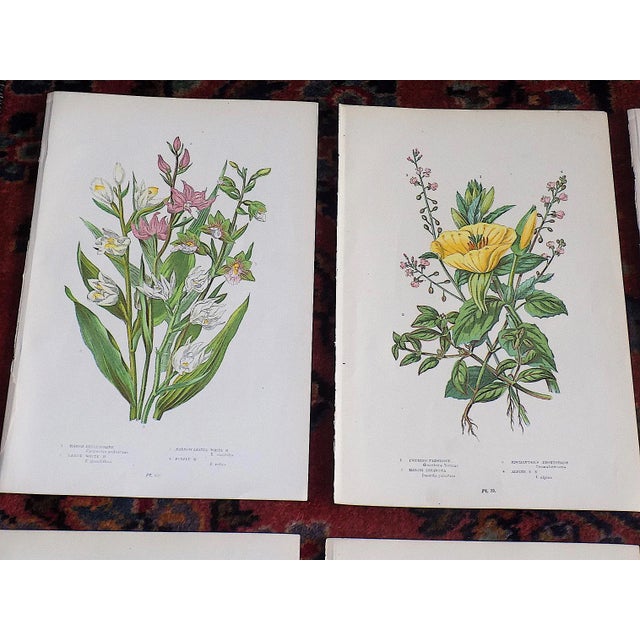 Authentic Antique 19th Century Botanical Lithographs - Set of 12 | Chairish