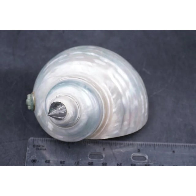 Vintage Polished Shell Box | Chairish