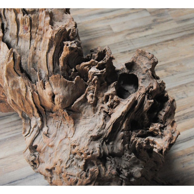 Vintage Live Edge Tree Root Sculpture | Chairish