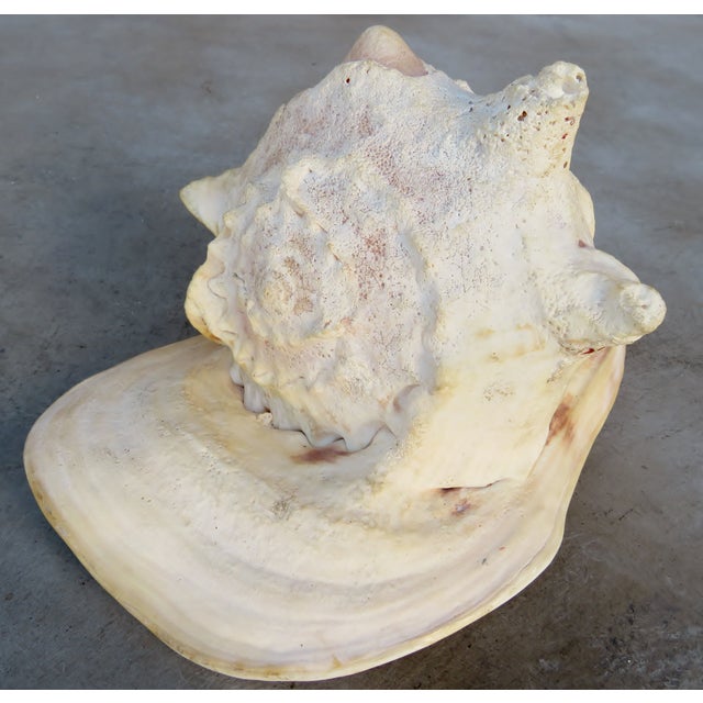 Helmet Conch Shell Specimen | Chairish