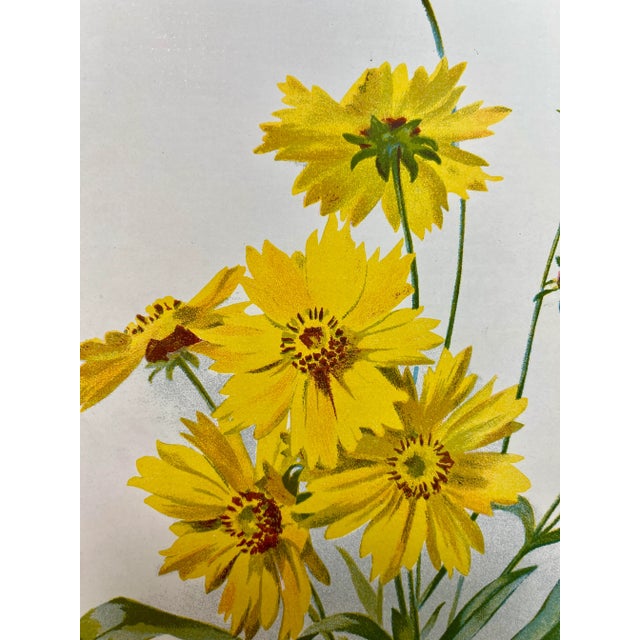 Antique Botanical Print From England Showcasing Bright Yellow Lance ...