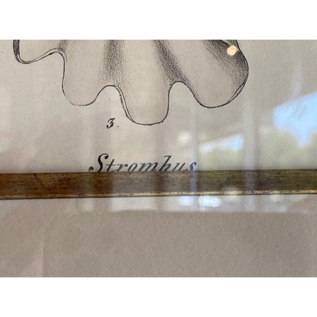 Antique Strombus Shell Engraving in Gilt Frame | Chairish