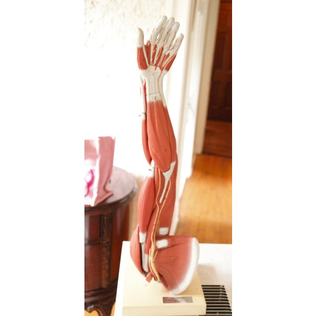 1950s Vintage Medical Figure | Chairish