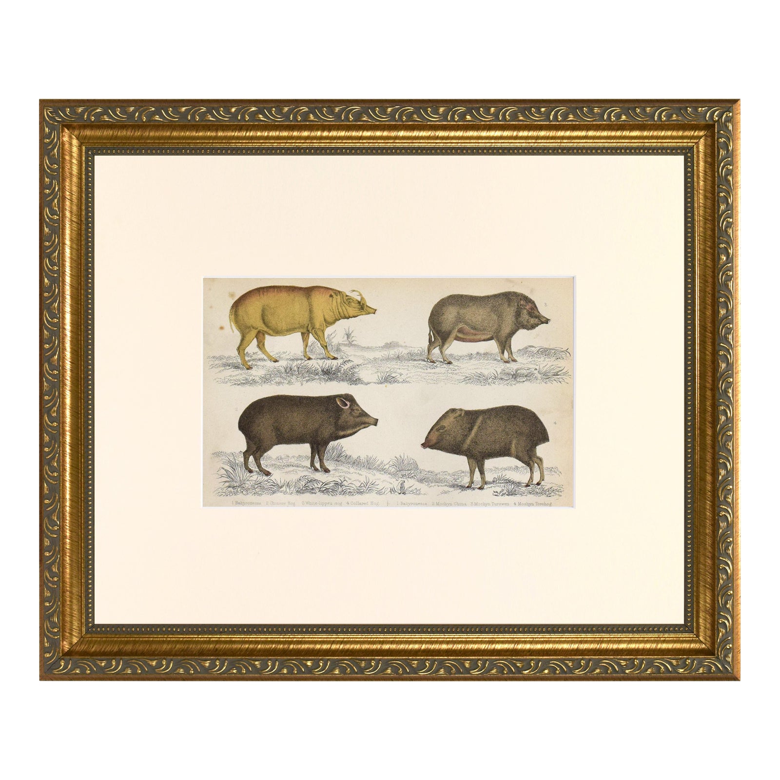 19th Century English Hand Colored Boar / Wild Pig Engraving by ...