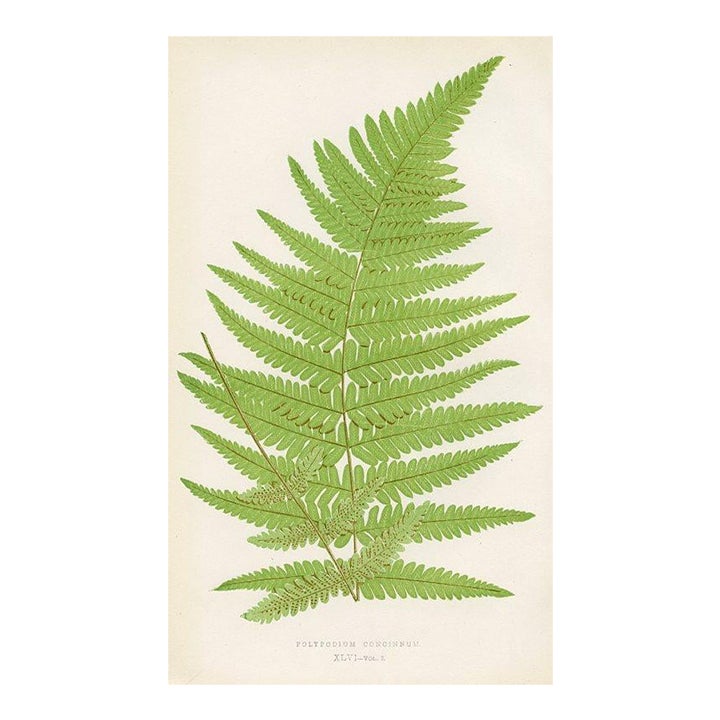 1870s, Neat Polypody Fern Print, Original Antique Fern Print, Color ...