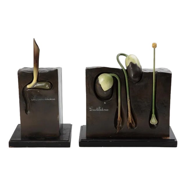Botanical Didactic Models, 1930s, Set of 2 | Chairish