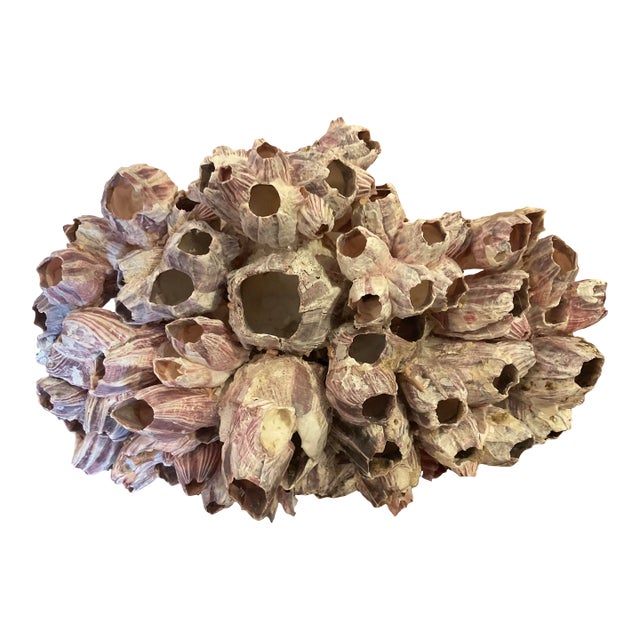 Vintage Barnacle | Chairish