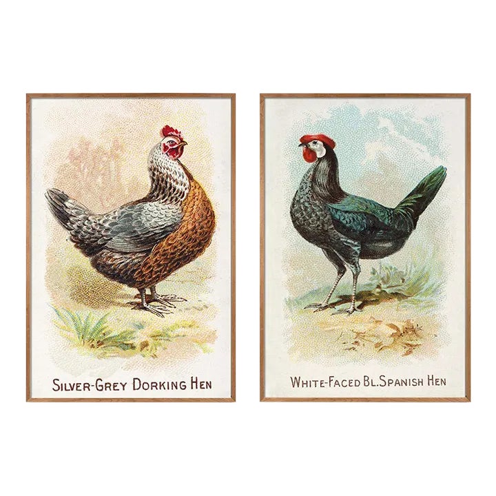 Farmhouse Hen Print Set - 24" X 36" Set of Two | Chairish