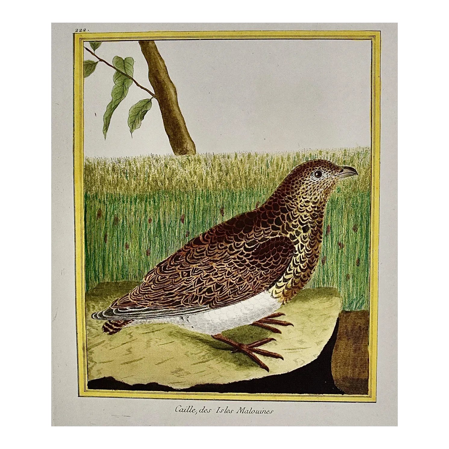 A Falkland Island Quail: An 18th Century Hand-Colored Engraving by ...
