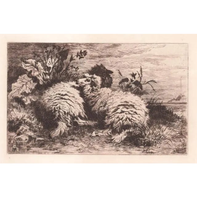 Antique Thomas Cooper Etching of Sheep | Chairish