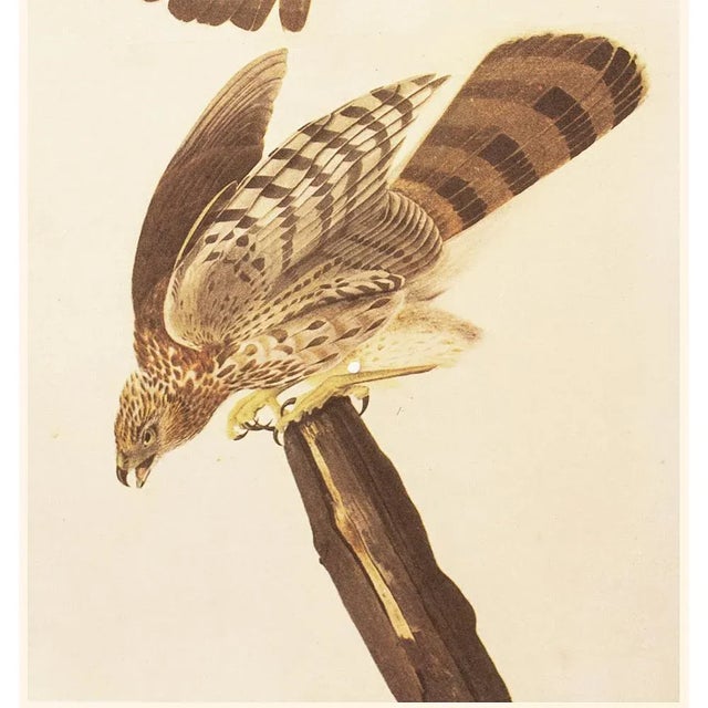 1966 Stanley Hawk After John James Audubon, Cottage Style Print | Chairish