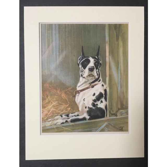 Mid 20th Century "Great Dane" Diana Thorne Matted Dog Print | Chairish