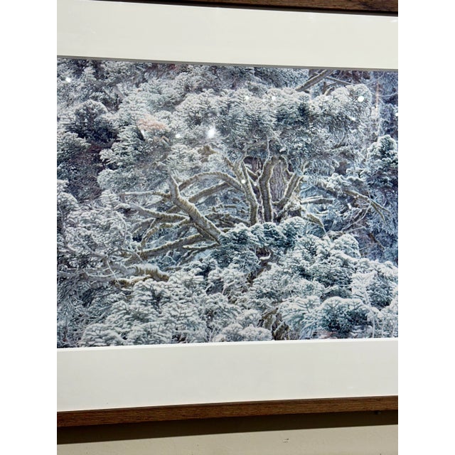 Winter, 1966 by Ernst Hass, Original Signed Photograph | Chairish