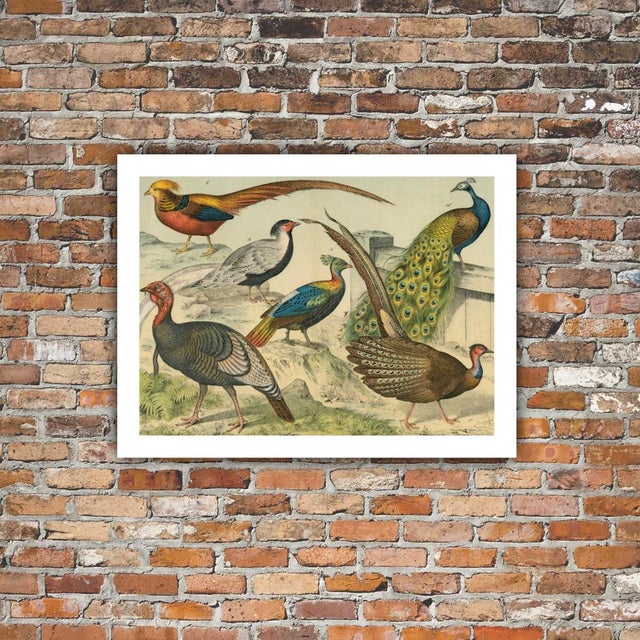 Vintage Peacock & Friends Archival Print | Chairish