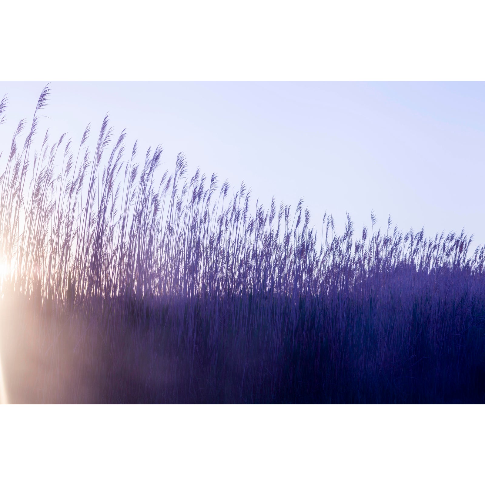 “Phragmites, Sagg Pond” Limited Edition Contemporary Landscape ...