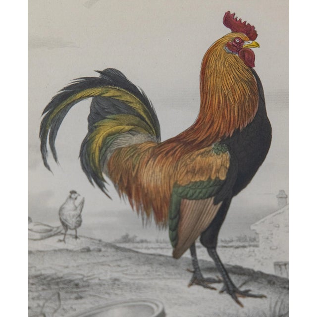 Custom Framed Antique Rooster Engraving | Chairish