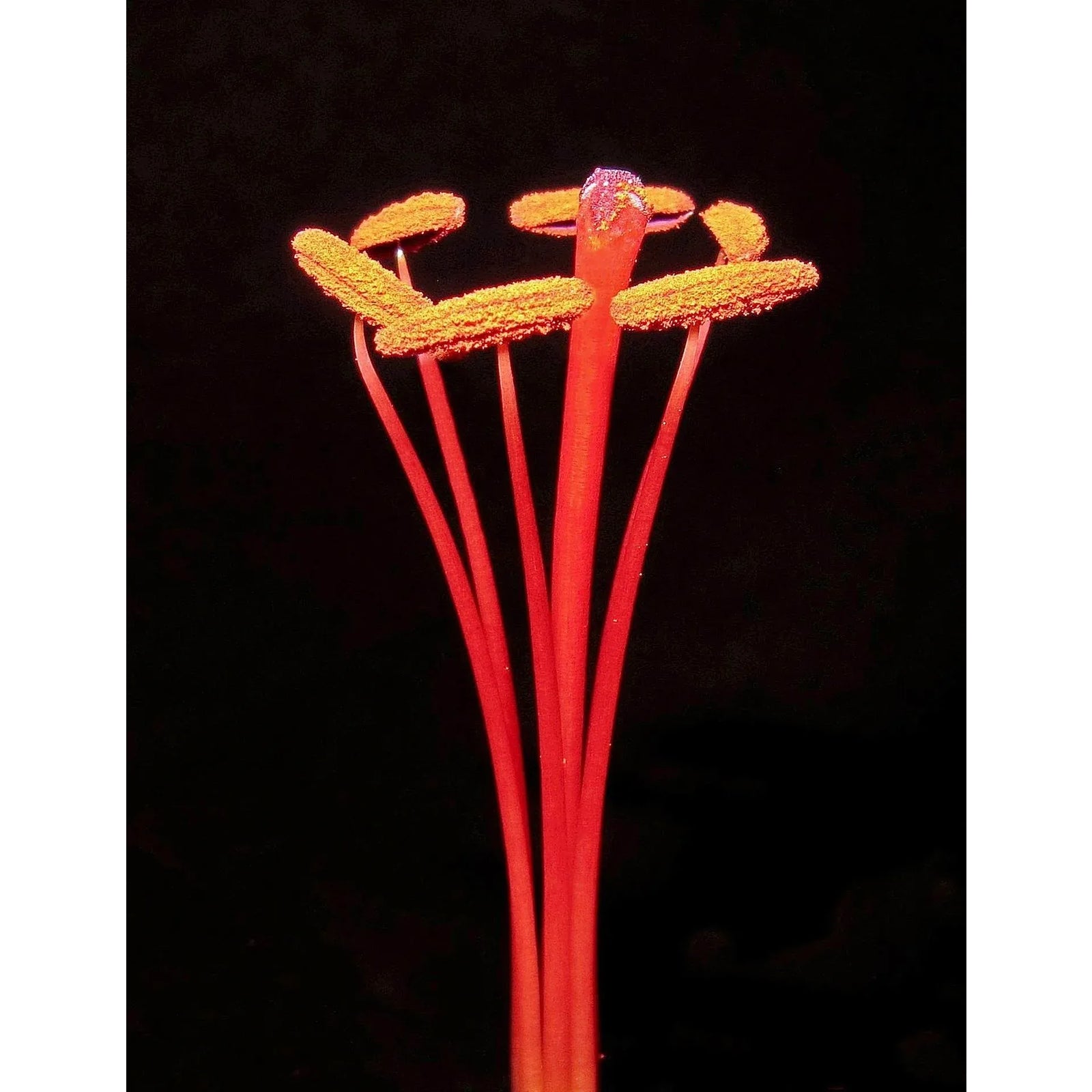2010 "Lily Stamen" Limited Edition Still Life Photograph by J. Schmid ...