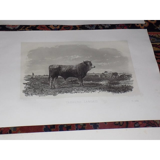 Antique 19th CenturyFrench Signed Imperial Folio Cows and Bulls ...