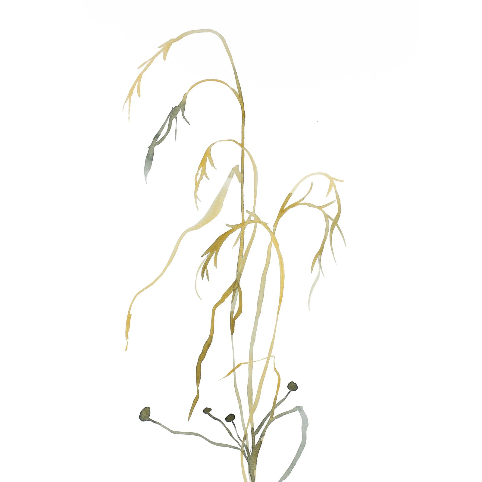 "Grass Study No. 7" Contemporary Original Watercolor Painting by ...