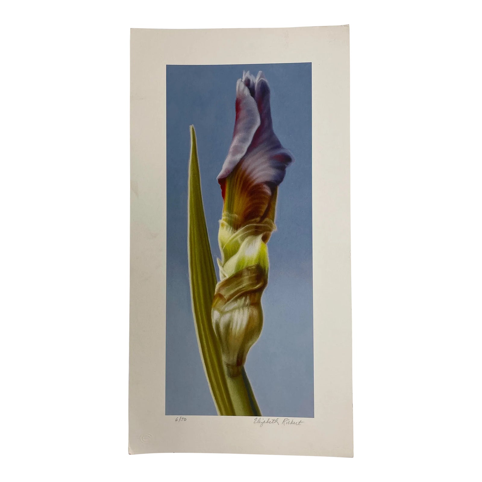 Elizabeth Rickert, Iris IIi, Reproduction Print | Chairish