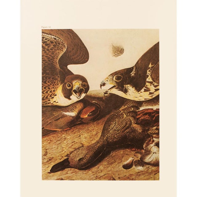 1966 Cottage Print of Gadwall After John J. Audubon | Chairish