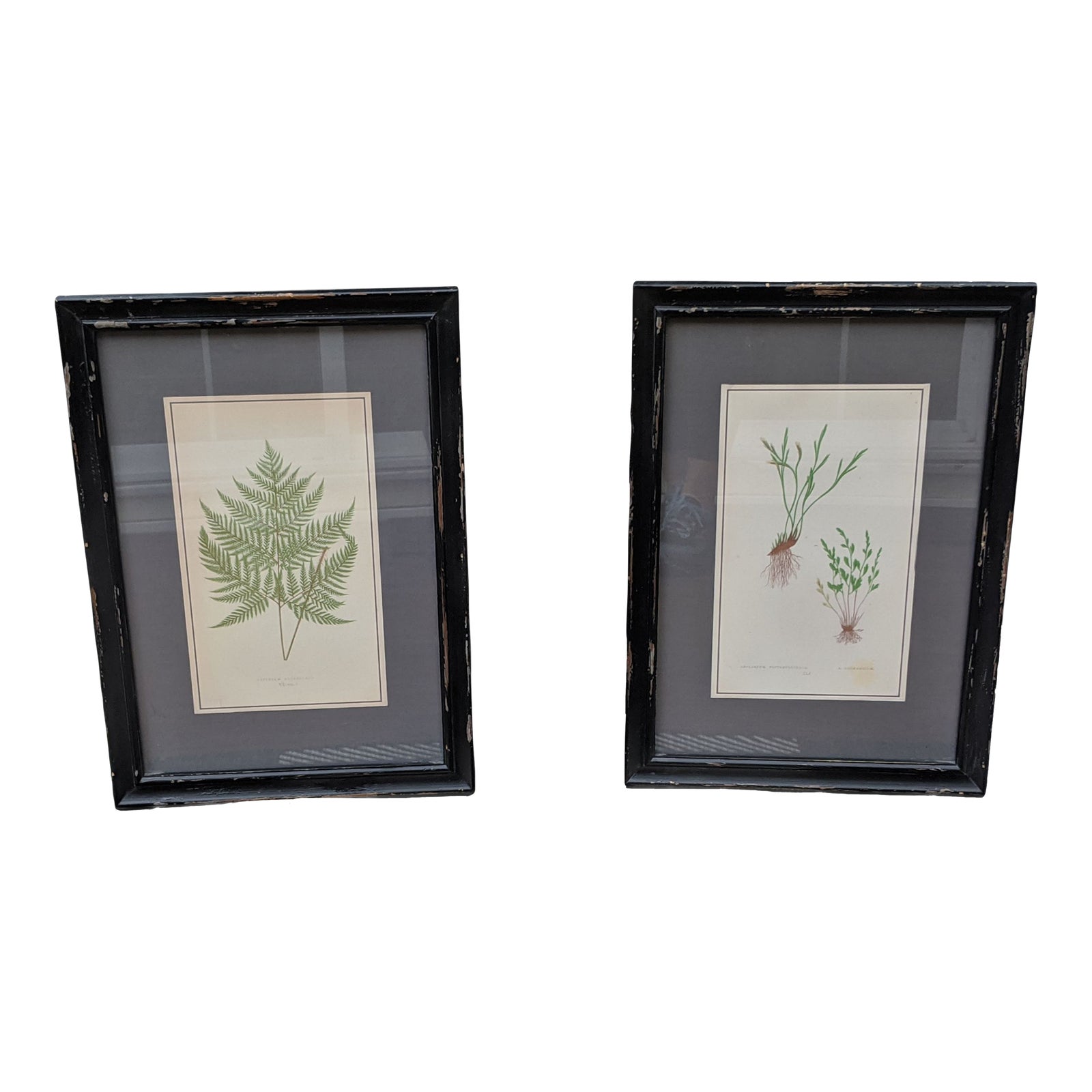 Botanical Fern Book Plates Framed- A Pair | Chairish