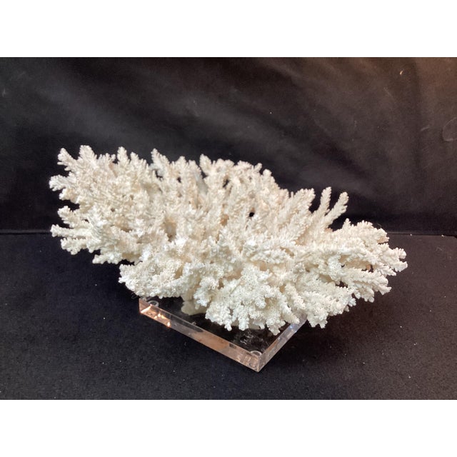 Impressive Natural White Coral Reef Specimen on Lucite Base | Chairish
