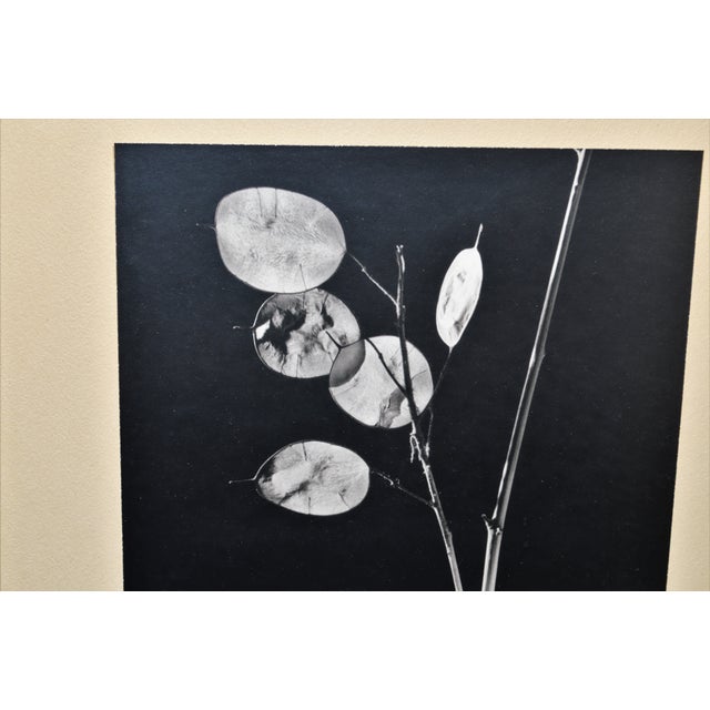 Vintage Ada O'Hagan Signed Framed Black & White Still Life Botanical ...