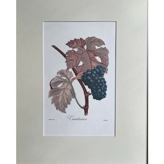 Vintage Lithograph of Teinturien Wine Grapes by Turpin | Chairish