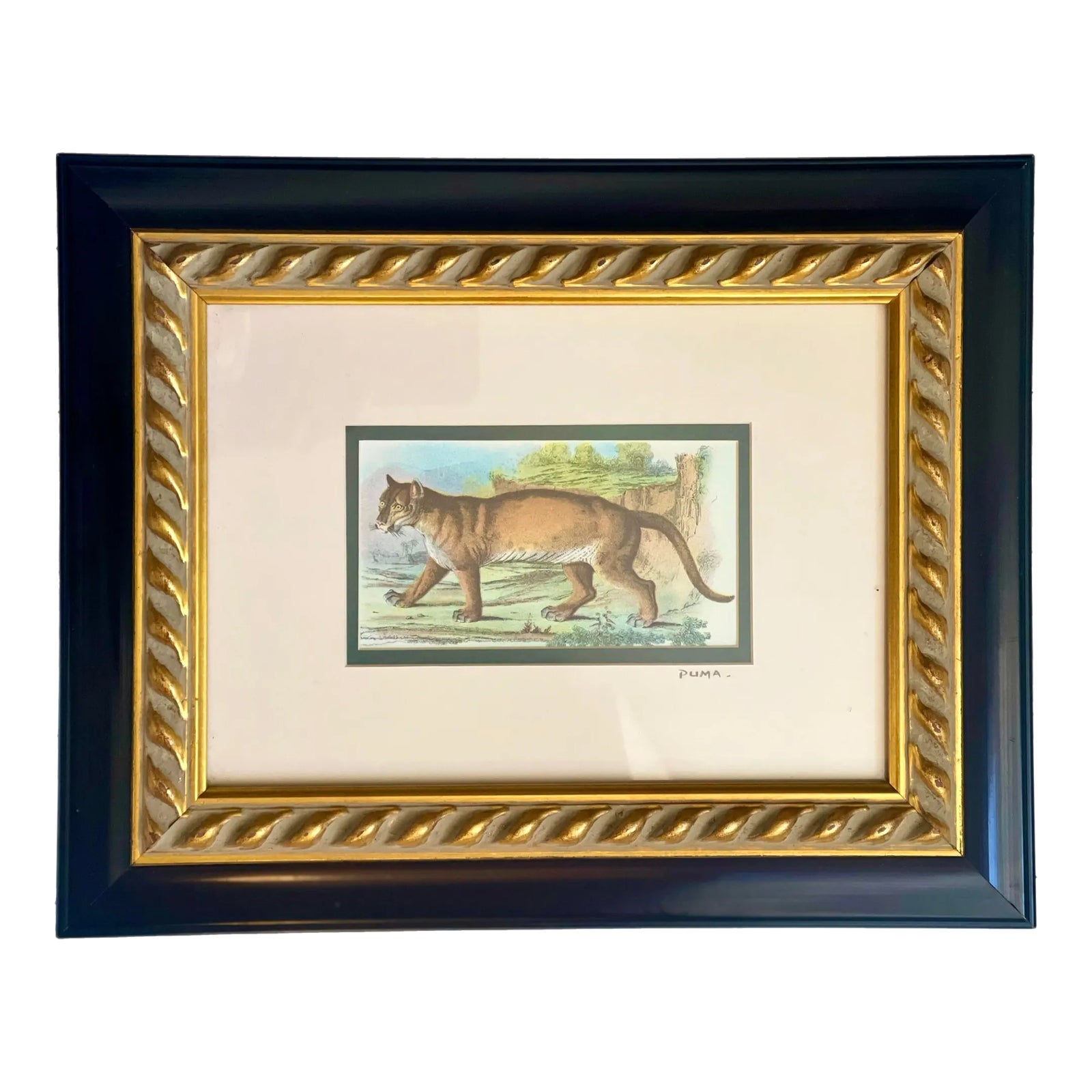 19th C. English Puma Lithograph of a Puma | Chairish