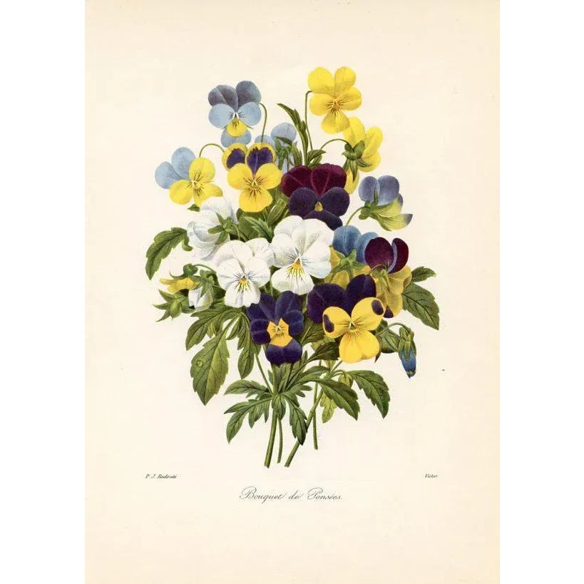 1964, Three-Color Pansies by Pierre Redoute, Original Botanical Print ...