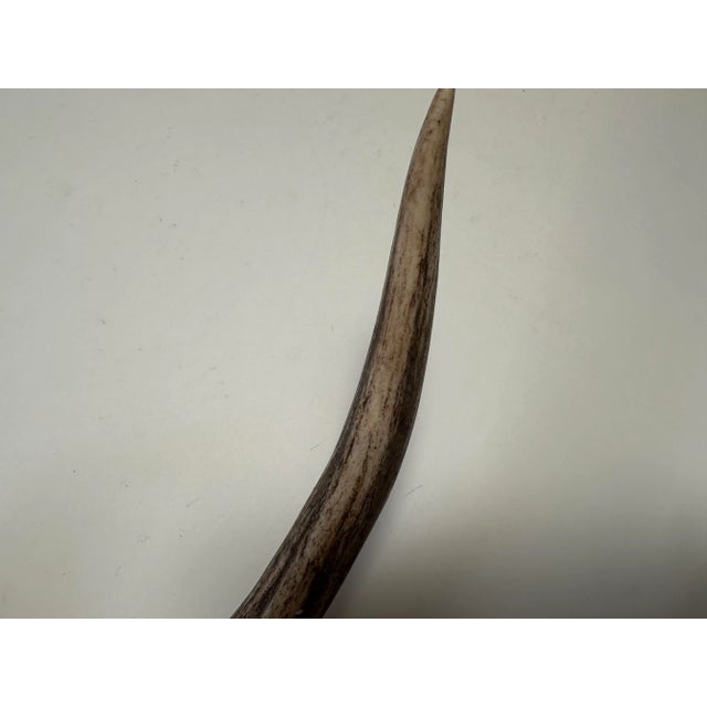 Vintage Natural 10-Point Deer Antlers | Chairish