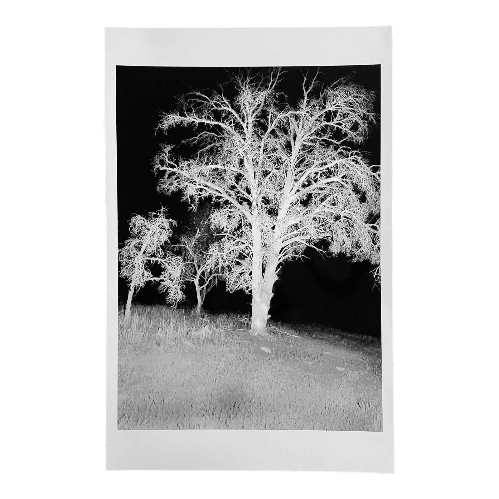 "X-Ray Tree 3" Contemporary Black and White Photograph Print by Gleb ...