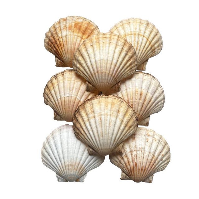 Sea Shell Appetizer Plates, Set of 8 | Chairish