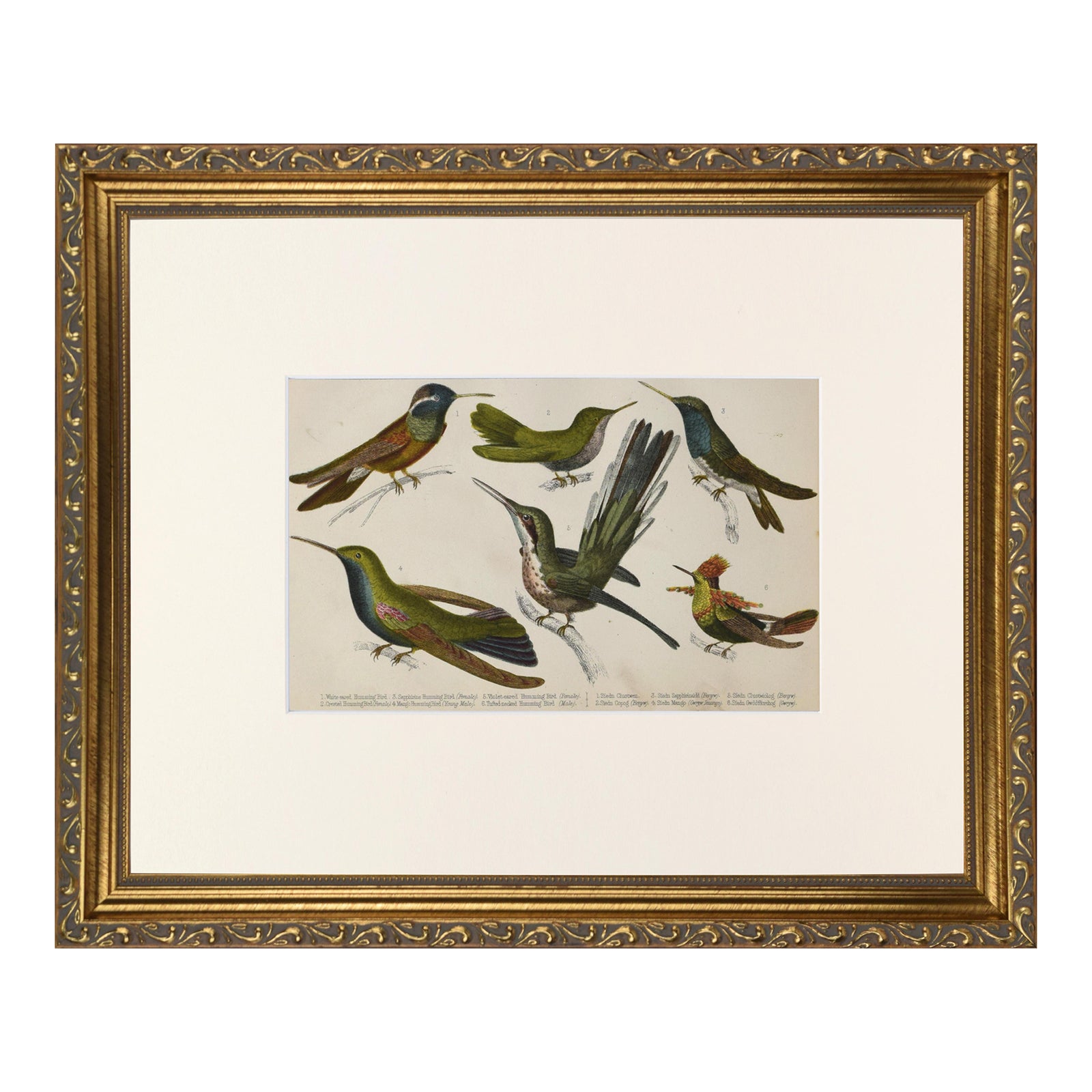 19th Century English Hand Colored Hummingbird Engraving by Goldsmith ...