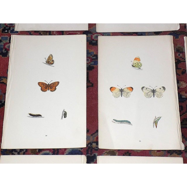 Antique 19th Century Hand Colored Butterfly Lithographs - Set of 12 ...