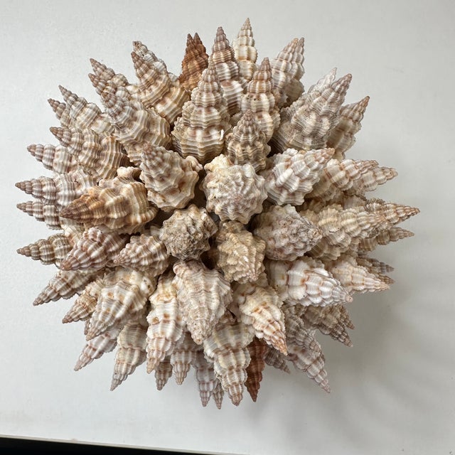 Triton Sea Shell Sculpture | Chairish